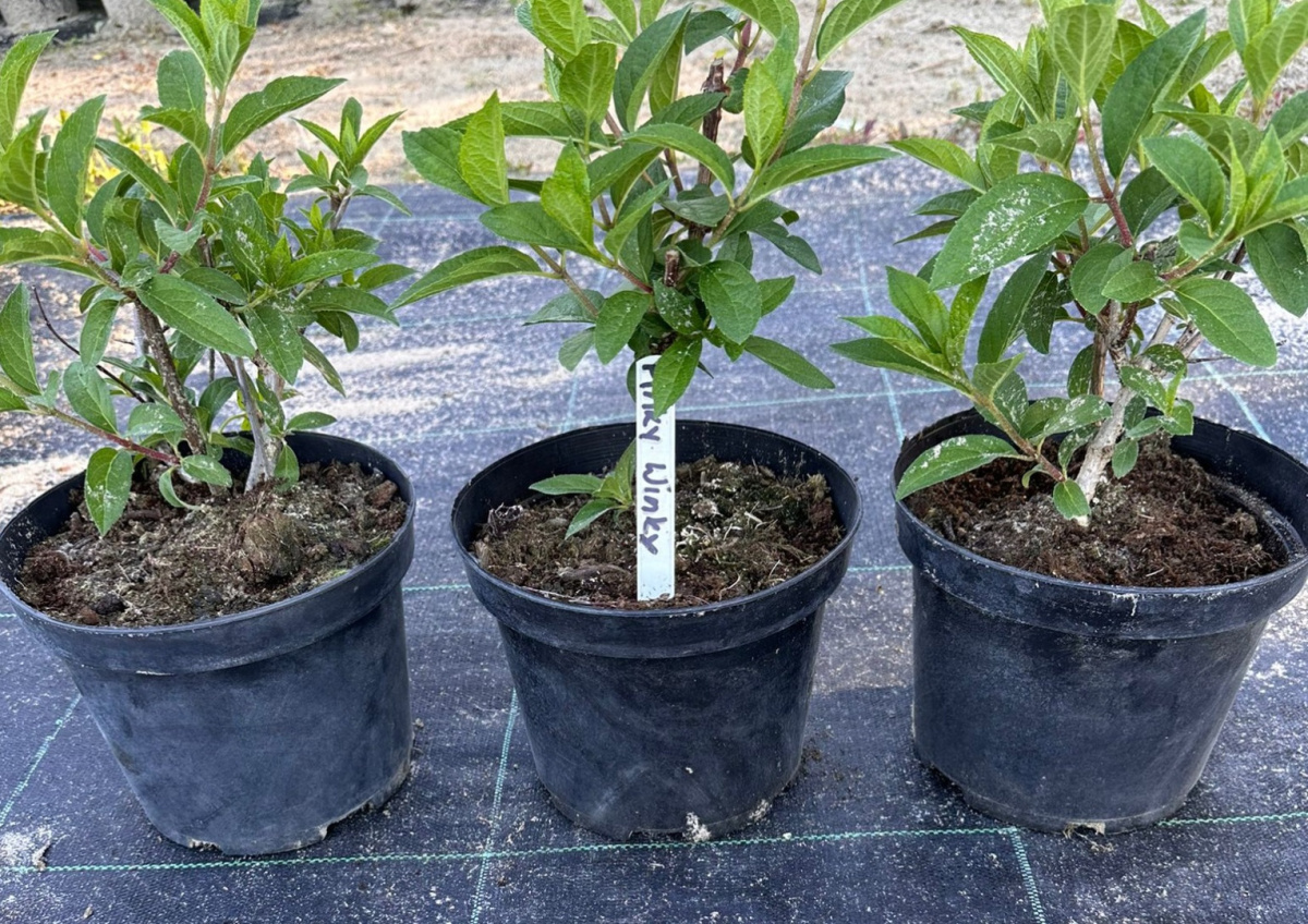 Hortensja bukietowa Pinky Winky doniczka 3L